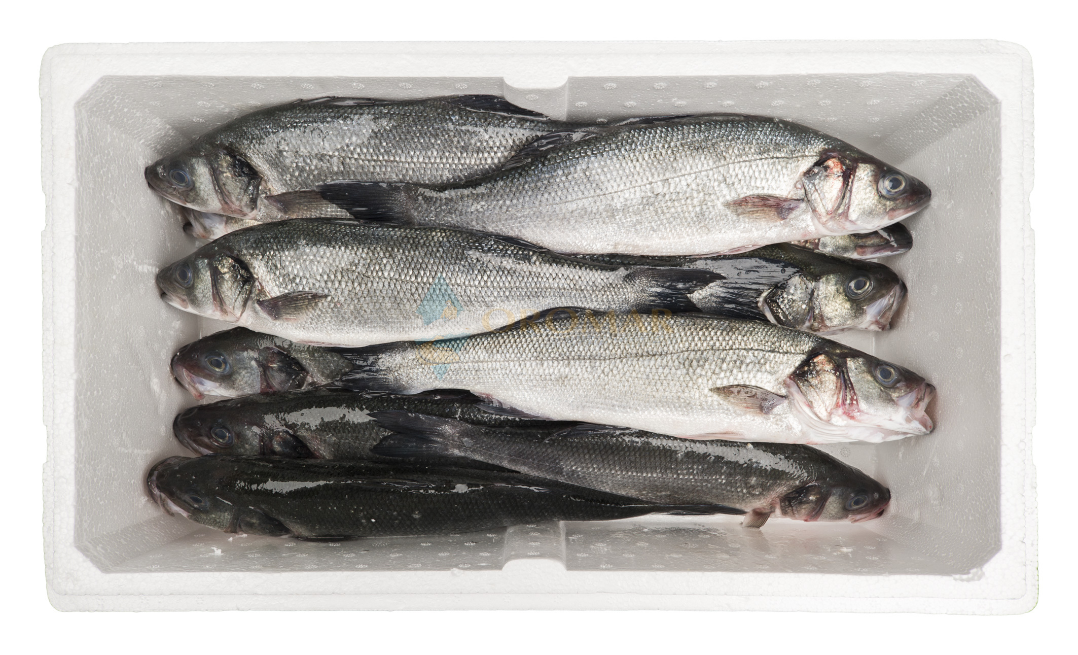 Robalo - Dicentrarchus labrax - Fresco y congelado - Oromar